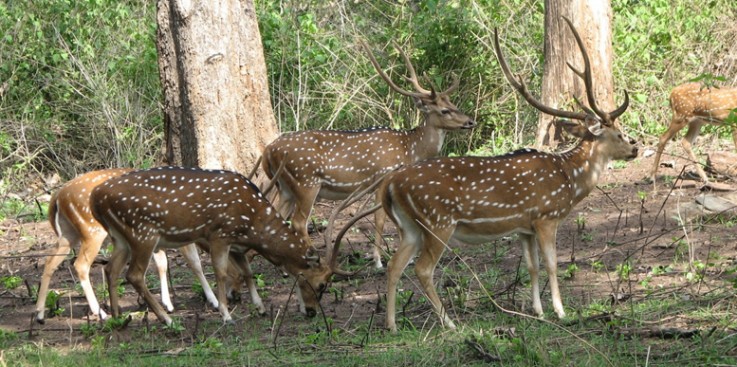 Top 15 Wildlife Sanctuaries and National Parks in Kerala: Tour My India
