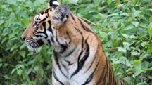 13 Best Places for Wildlife Tours in Karnataka: Tour My India