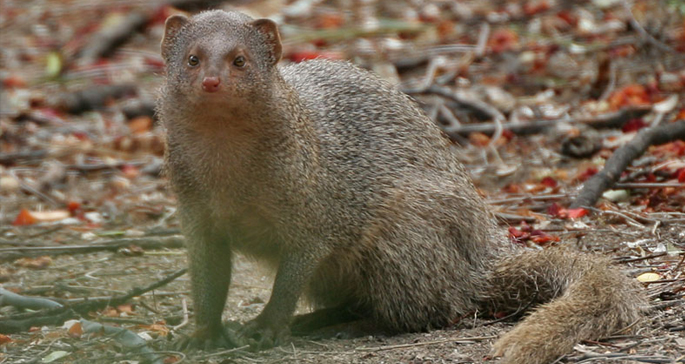 20 Popular National Parks and Wildlife Sanctuaries in Gujarat