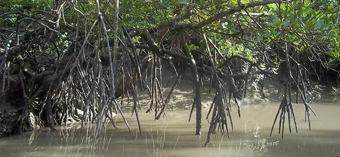Popular National Parks and Wildlife Sanctuaries in West Bengal