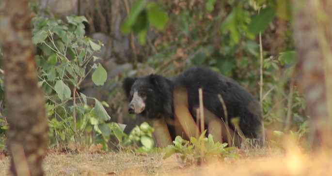 20 Popular National Parks and Wildlife Sanctuaries in Gujarat: Tour My ...