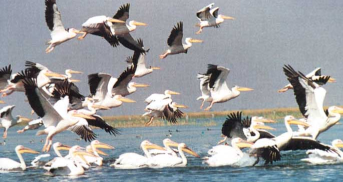 20 Popular National Parks and Wildlife Sanctuaries in Gujarat