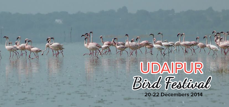 Udaipur Bird Fair Starts From 20th December: Tour My India
