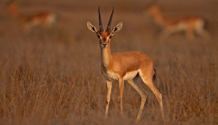 12 Fantastic Animals to Spot in India's National Parks