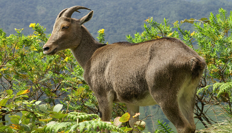 12 Fantastic Animals to Spot in India's National Parks