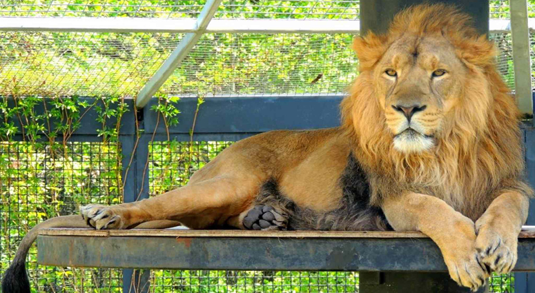 Less Focused Endangered Species of India and Where to Find Them?
