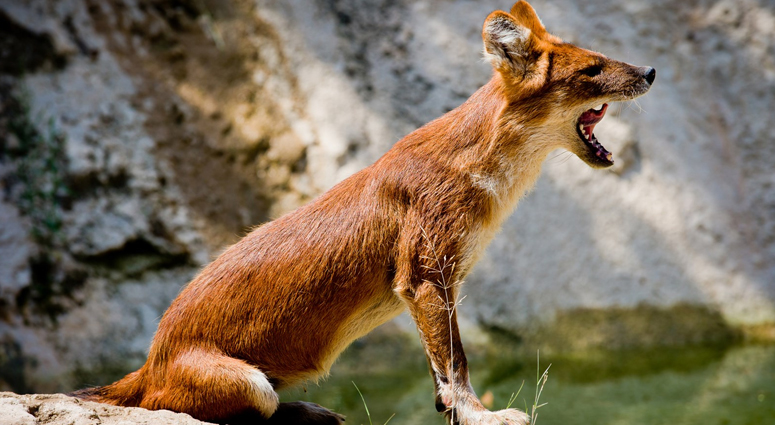 Less Focused Endangered Species of India and Where to Find Them?