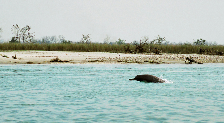 Less Focused Endangered Species of India and Where to Find Them?