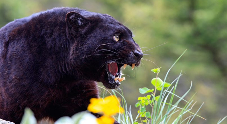 Black Panthers Make their way in Reserve Forest of Maharashtra and Odisha