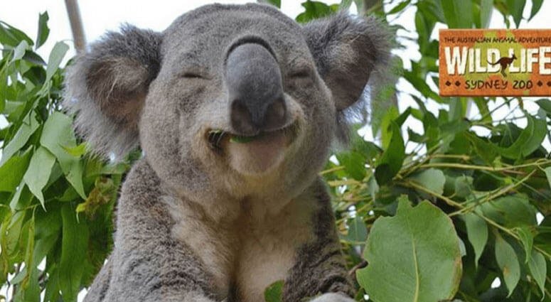 Top 16 Places to Visit and Things to Do in Sydney | Australia Tourism