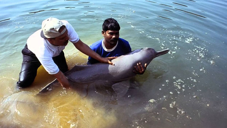 Dolphin Population in Ganga Increases From 22 To 33 | Dolphin Conservation