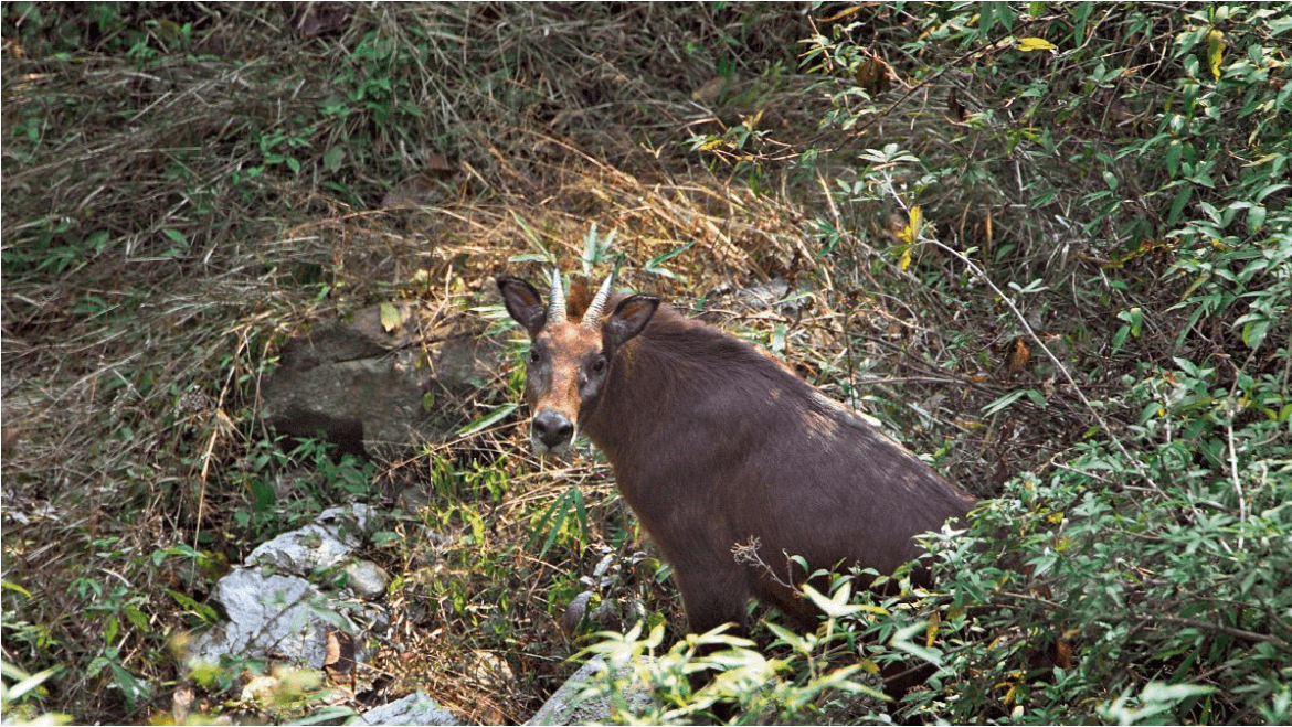 Himalayan Serow Got Photographed For The First Time in the Wilds of Kashmir