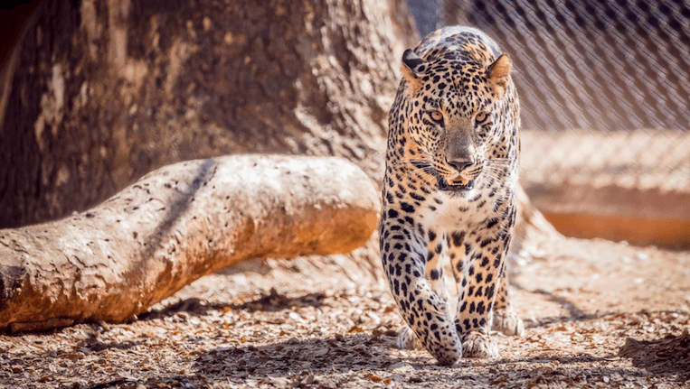 Leopard Population Doubles to 2500 in the State of Karnataka