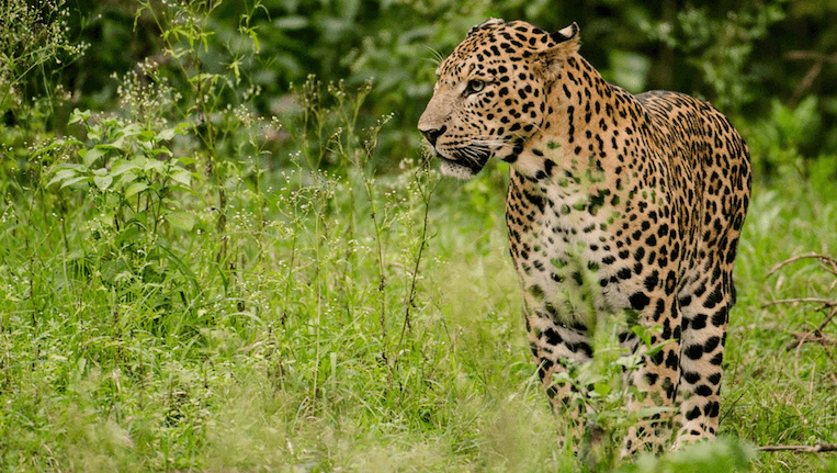 Leopard Population Doubles to 2500 in the State of Karnataka