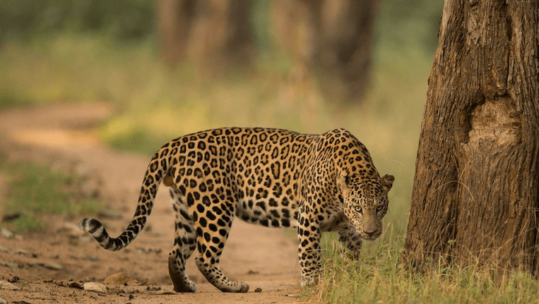 Leopard Population Doubles to 2500 in the State of Karnataka