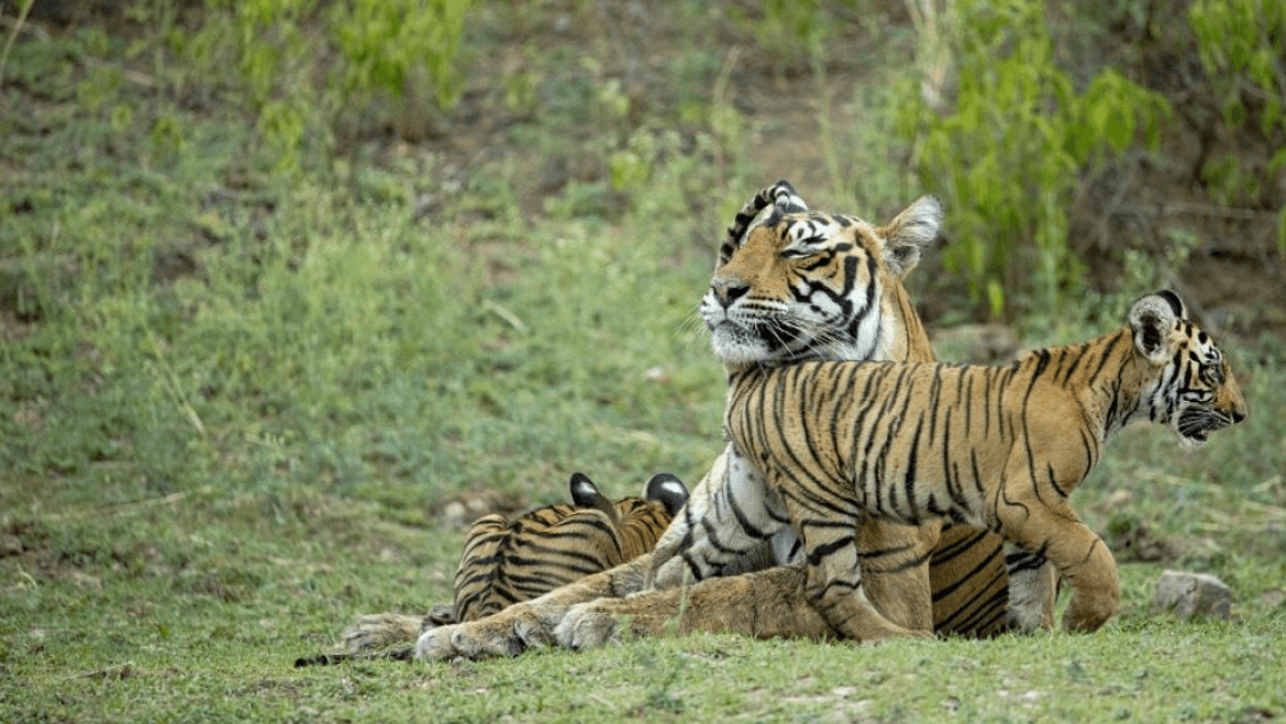 Translocation of Tiger Proves Fatal for Big Cats: Triggers a Massive Debate