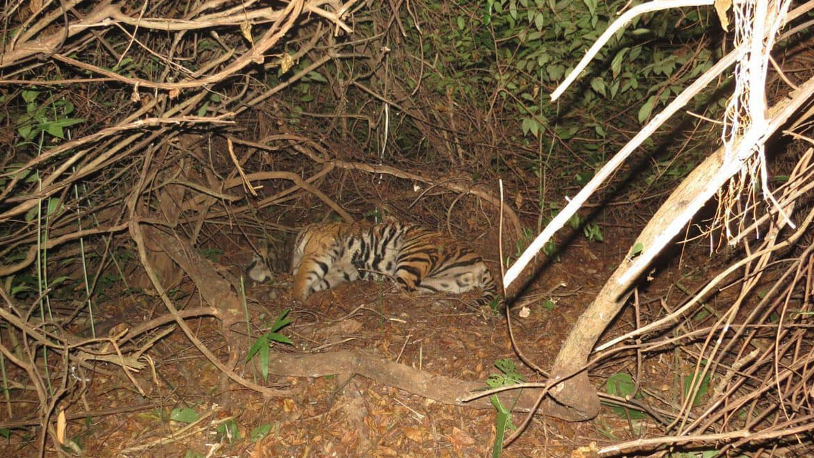 Translocation of Tiger Proves Fatal for Big Cats: Triggers a Massive Debate