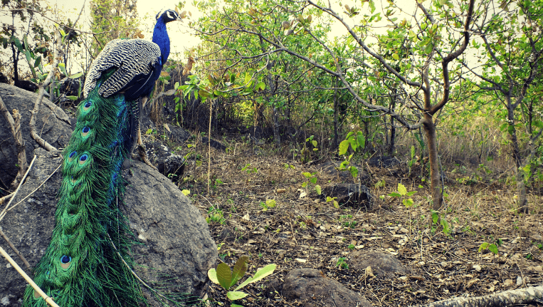 10 Best Offbeat Places to Visit in Sikkim | Less Explored Tourist Places