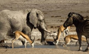 Reasons Why We Need to Save Wildlife | Wildlife Conservation
