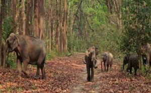 Jim Corbett National Park Opens for Tourists All-Round the Year | Tourism