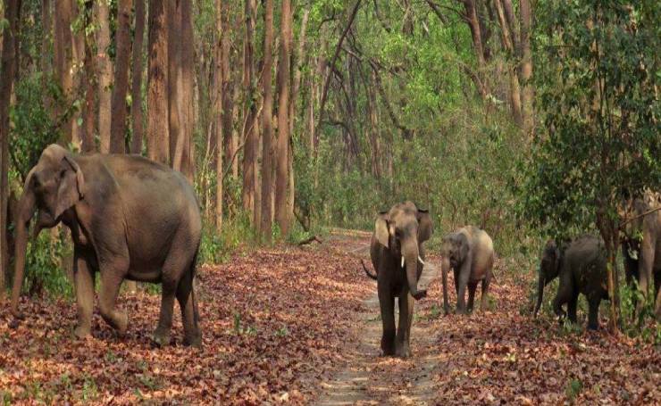 Jim Corbett National Park Opens for Tourists All-Round the Year | Tourism