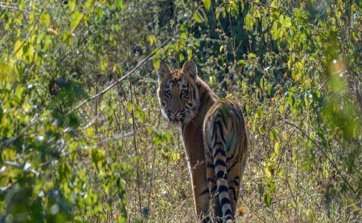 Jim Corbett National Park Opens for Tourists All-Round the Year | Tourism