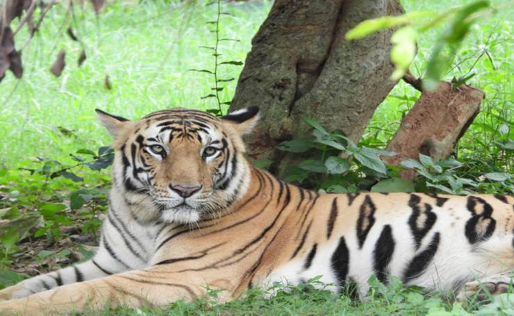 Nandankanan Zoological Park Reopens in Odisha | Nandankanan Zoo
