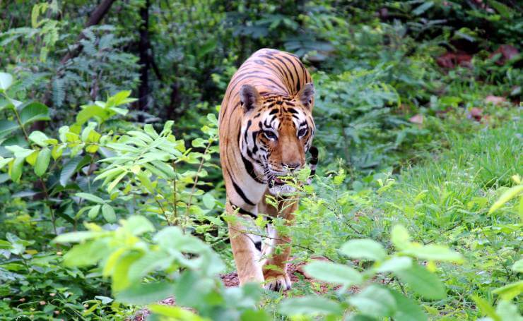 The Best Time to Visit Kanha National Park in Madhya Pradesh