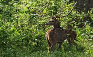10 Best Places to Visit in Wayanad | Tourist Attractions | Kerala