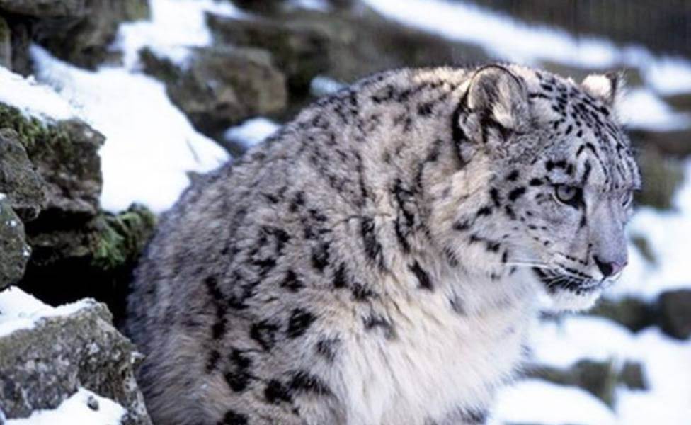 10 Top Places for Snow Leopard Sighting in India | Tour My India