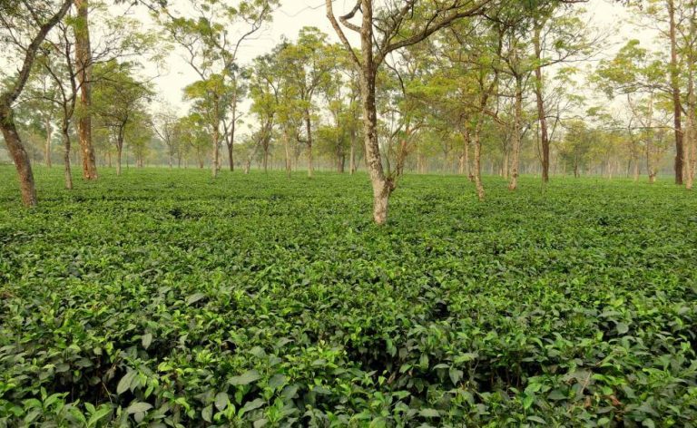 25 Best Places to Visit in West Bengal | Tour My India