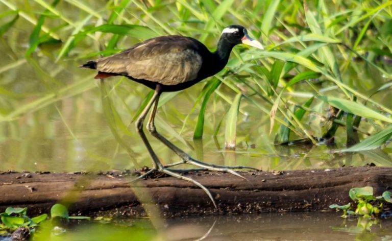 10 Best Bird Watching Destinations in India | Tour My India