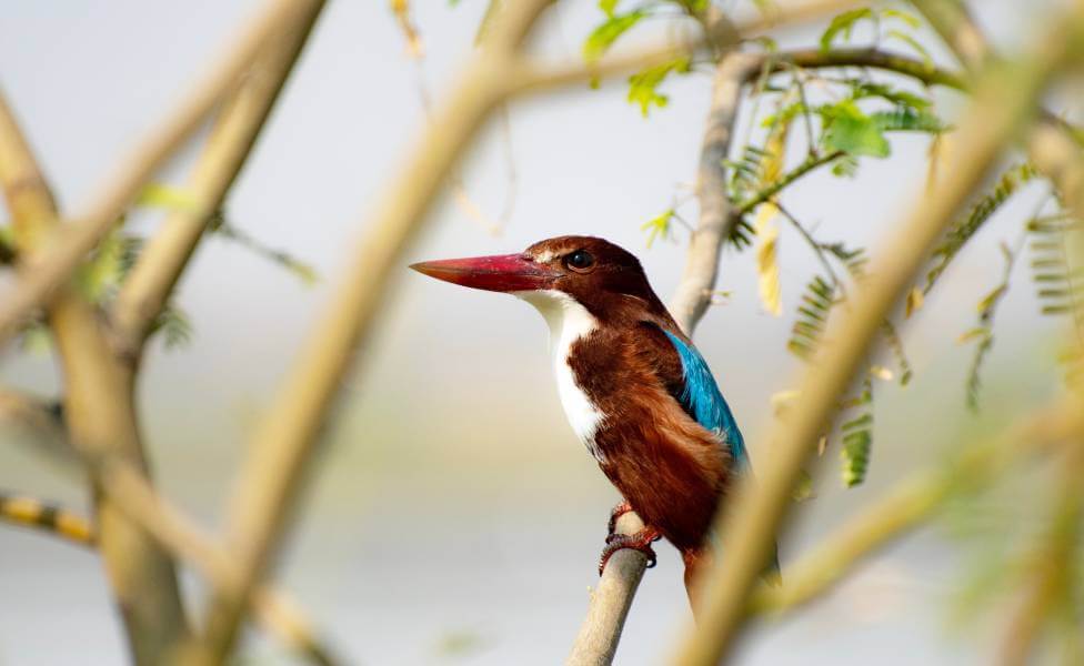 10 Best Bird Watching Destinations in India | Tour My India
