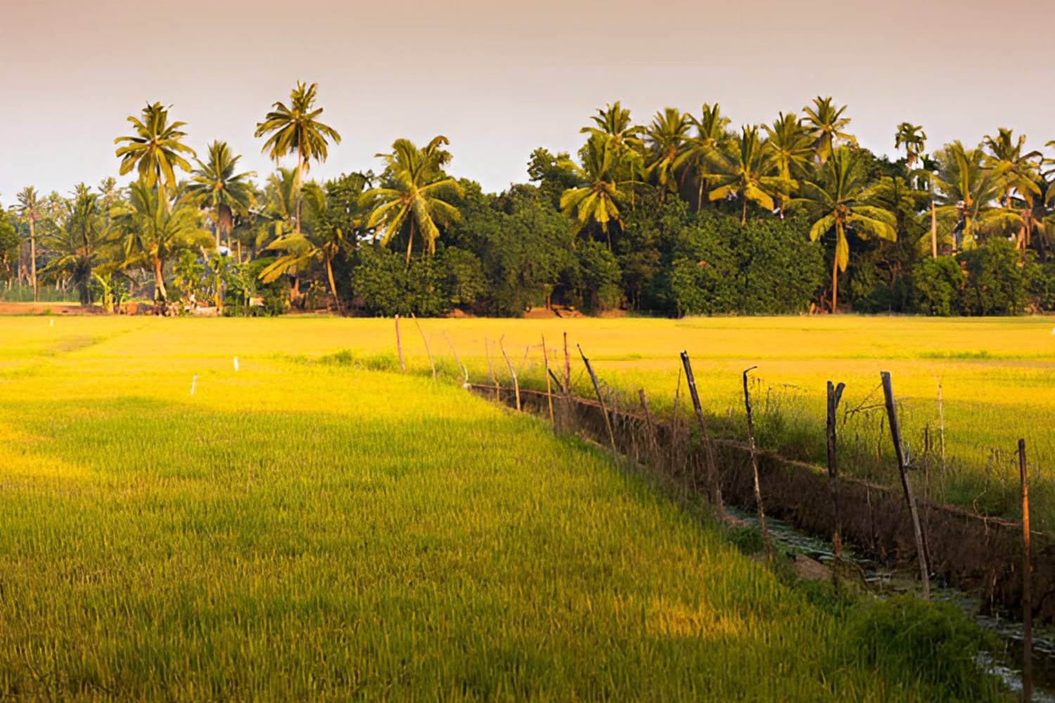 Onam Festival: Dates, Traditions, Rituals, Feast, and Activities | Tour ...