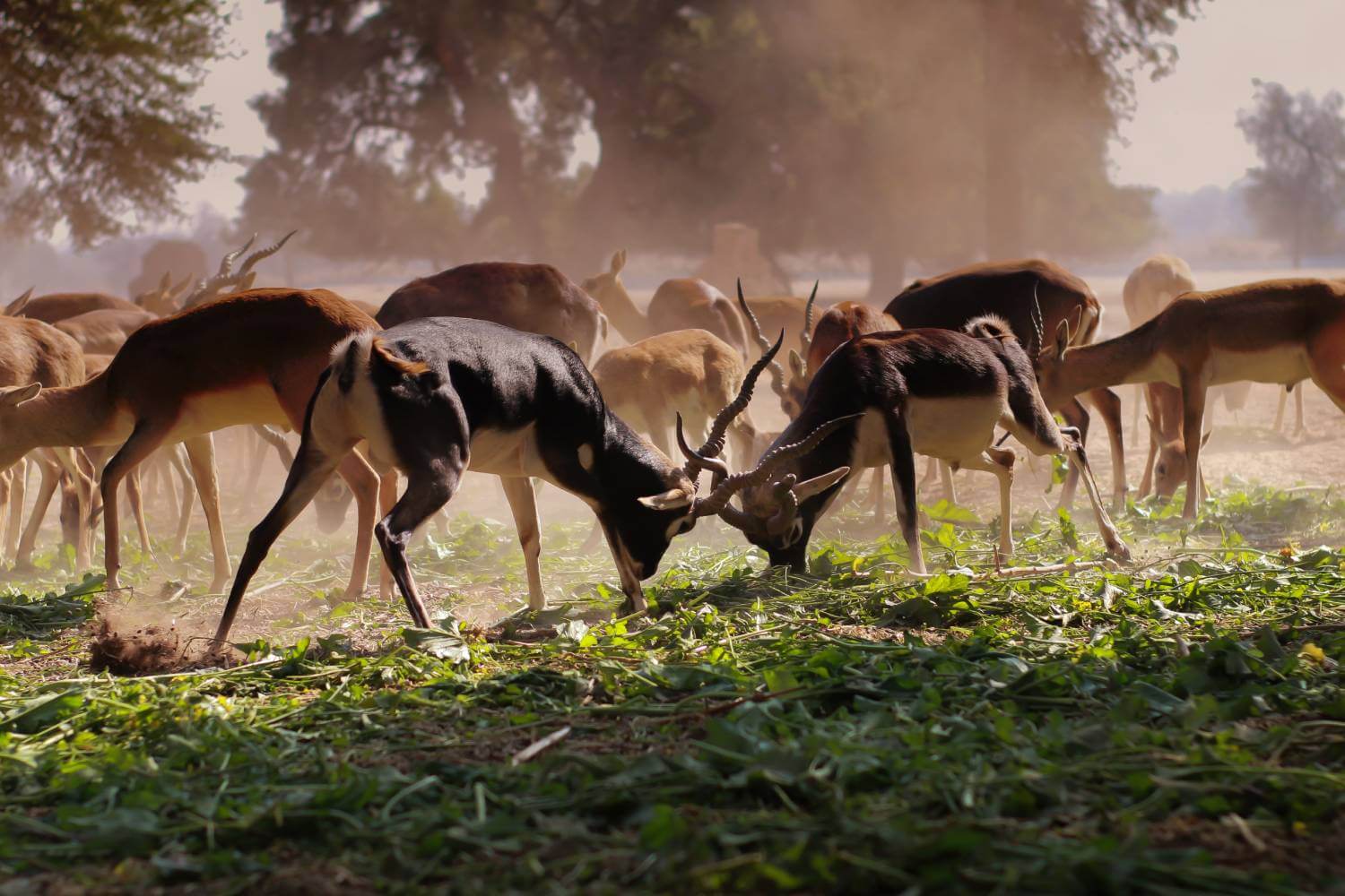 Wildlife Conservation: Reasons Why We Need to Save Wildlife | Tour My India