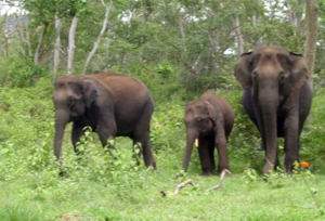 South India Heritage and Wildlife Tour