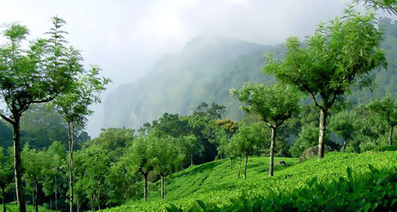 Coonoor Weekend Tour | Coonoor Weekend Tour Package from Bangalore
