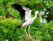 Kumarakom Travel Guide | Kumarakom Tourist Attractions