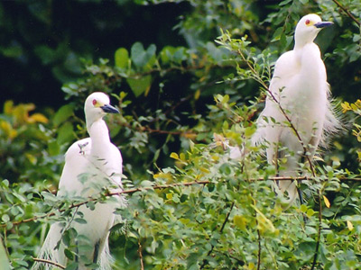 Kumarakom Bird Sanctuary Kerala- Home to Peculiar Variances of Birds