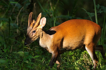Manali Wildlife Sanctuary Himachal Pradesh