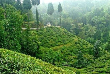 Mirik Hill Station, Mirik Hill Station Tour & Travel Information