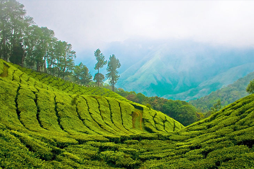 Munnar Hill Station, Munnar Hill Station Tour & Travel Information