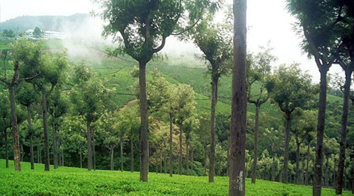 Ooty Hill Station Tour & Travel Guide