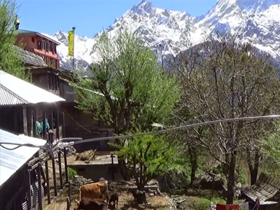 Roghi Village Kalpa Himachal Pradesh