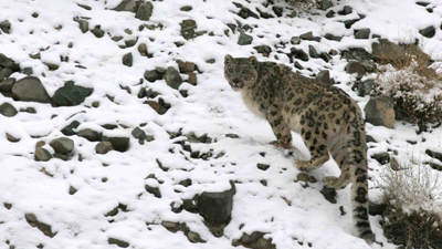 Snow Leopard Trek - A Popular Winter Trek in Ladakh