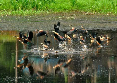 Thattekad Bird Sanctuary- An Interesting Place for Birders in Kerala