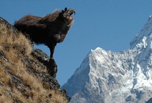 Wildlife in Himachal Pradesh - Wildlife Sanctuaries and National Parks