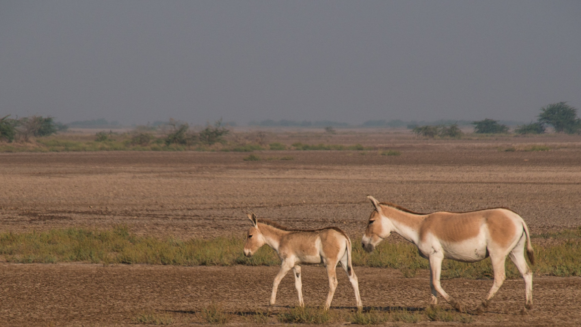 Ahmedabad Dasada Wildlife Sanctuary Tour- Little Rann of Kutch