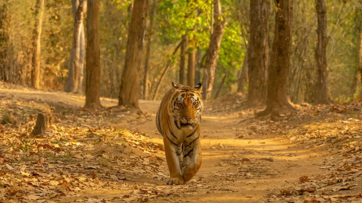 Best Deals on Assam & Arunachal Wildlife Tour Package