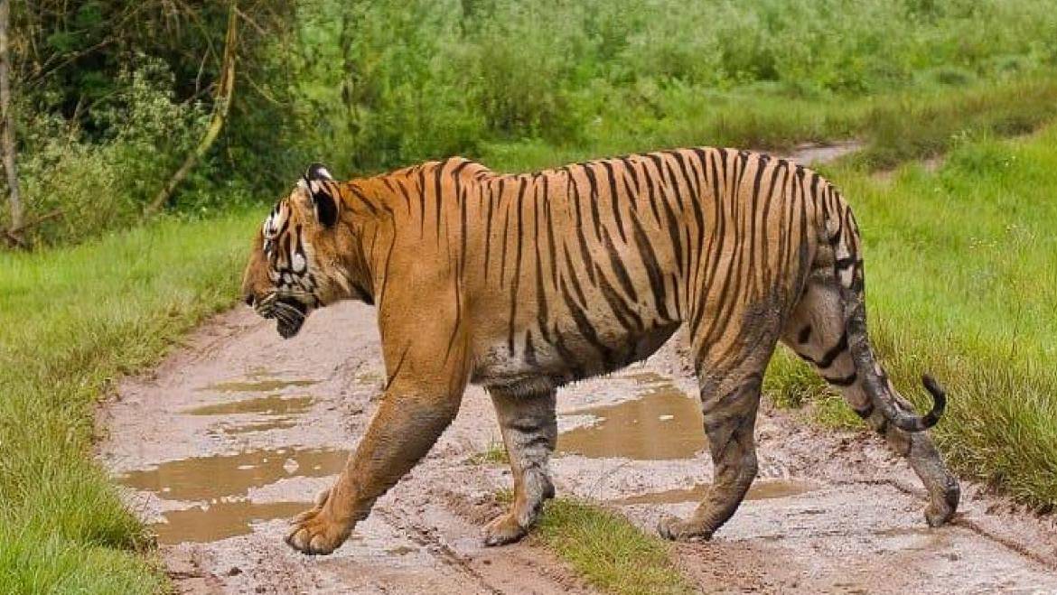 Bandipur Wildlife Tour with Ooty- 3N/4 Days Bandipur Ooty Travel Package